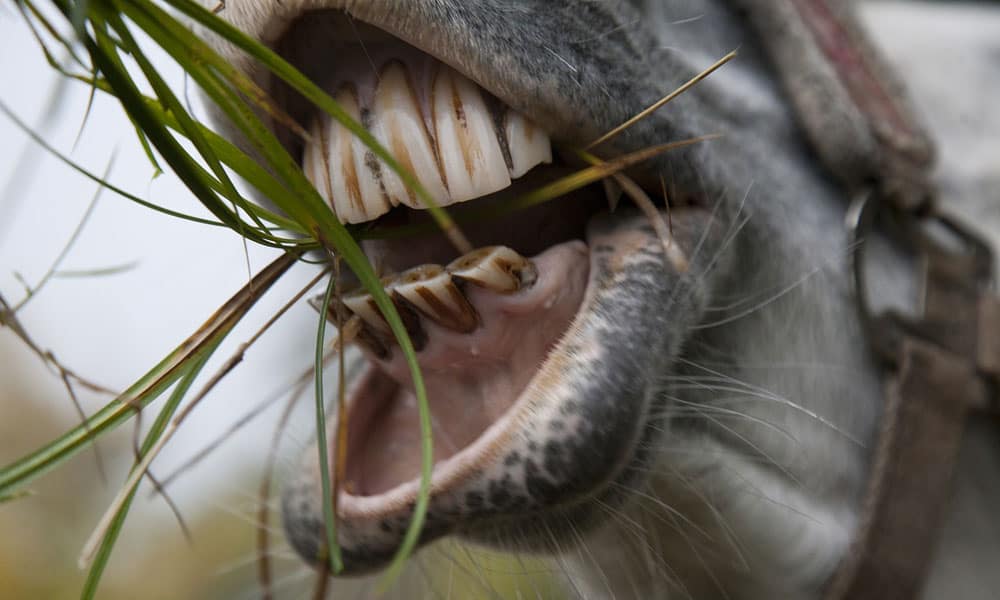 Understanding Horse's Teeth - NoVA Barn Mom